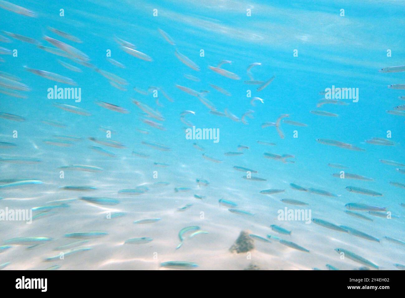 small fishes in the red sea (milkfish Stock Photo - Alamy