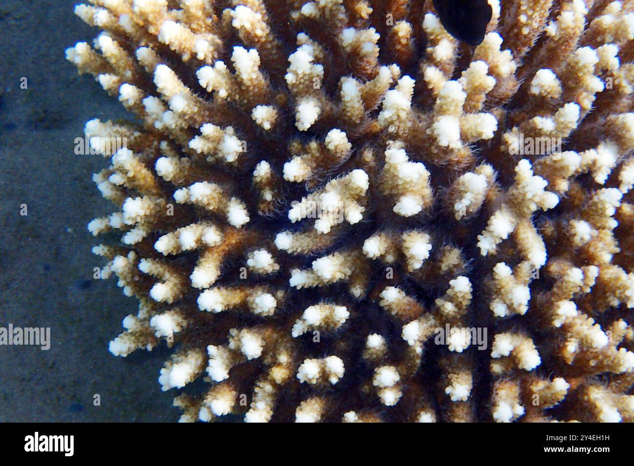 acropora corals from the red sea Egypt Stock Photo - Alamy