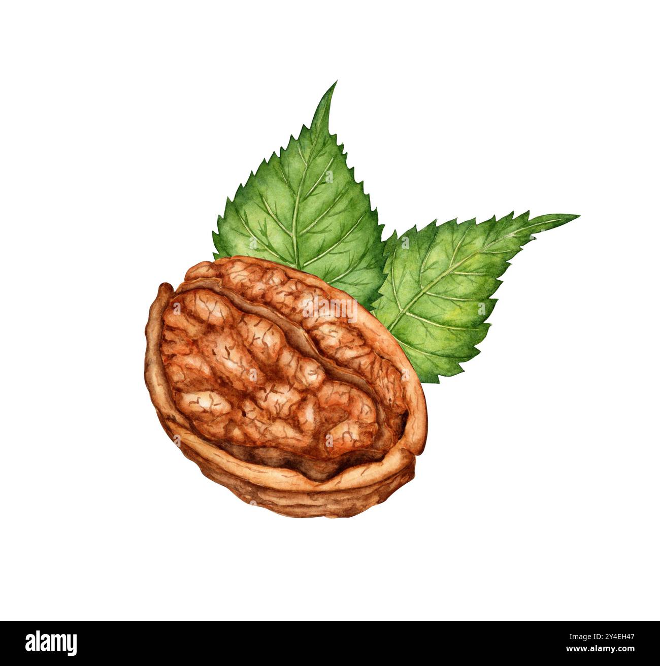 Half of a walnut with leaves watercolor illustration isolated from ...