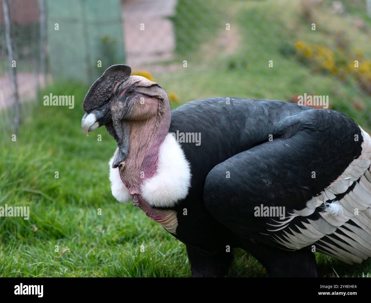 Close up view andean condor hi-res stock photography and images - Alamy