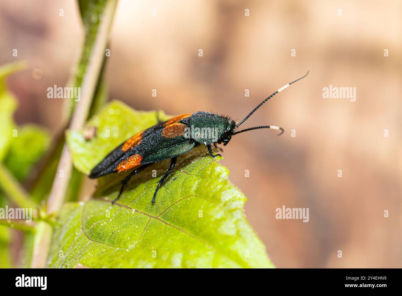 New species (2021), Wild flower cockroach (Eucorydia asahinai) from ...