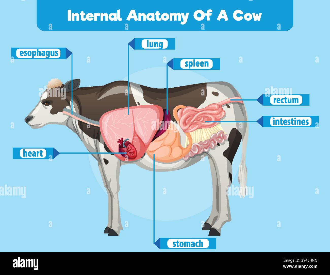 Labeled diagram of cow's internal organs Stock Vector Image & Art - Alamy