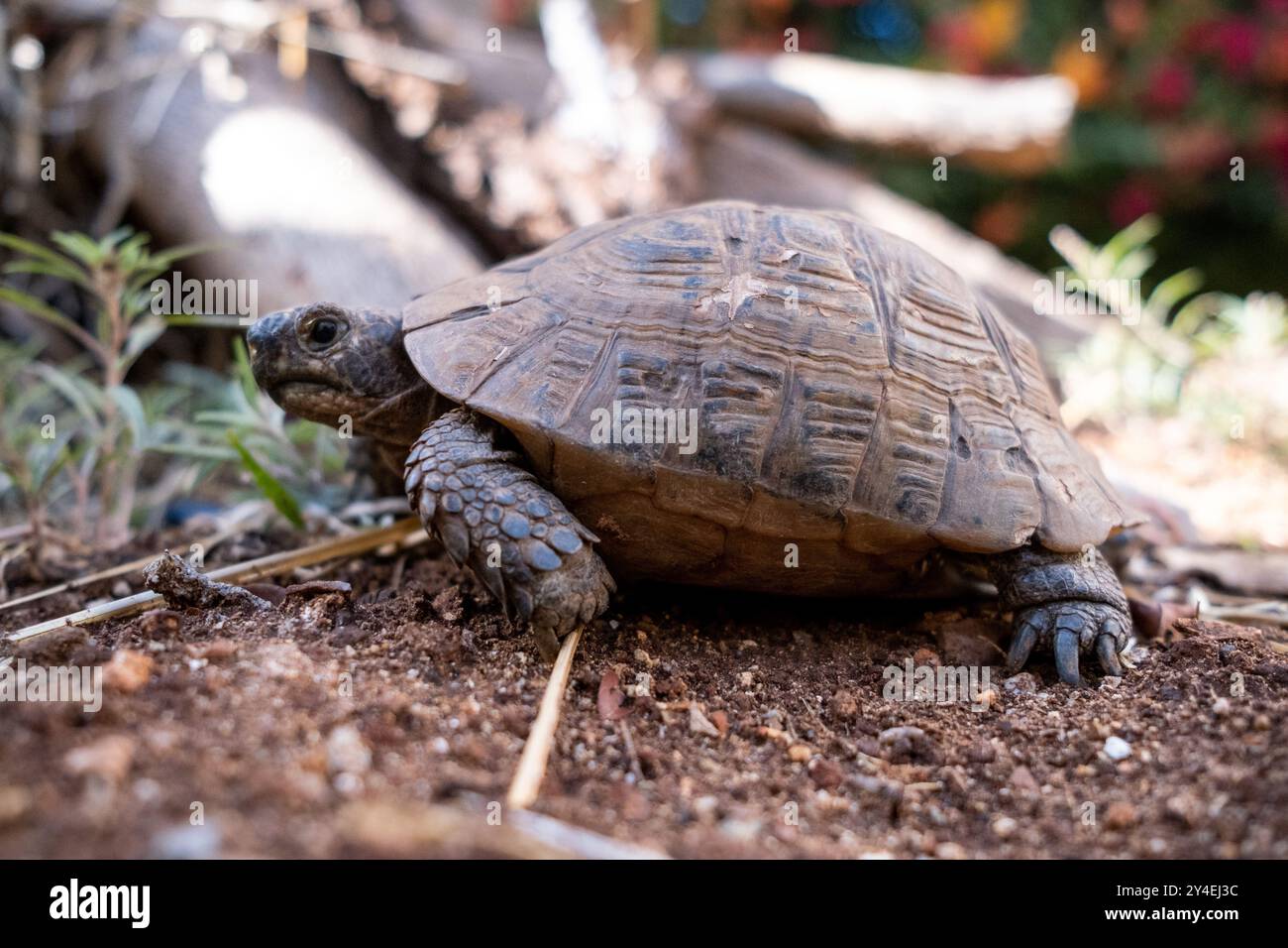 A small Testudinid land turtle tortoise (Testudinidae) at the edible ...