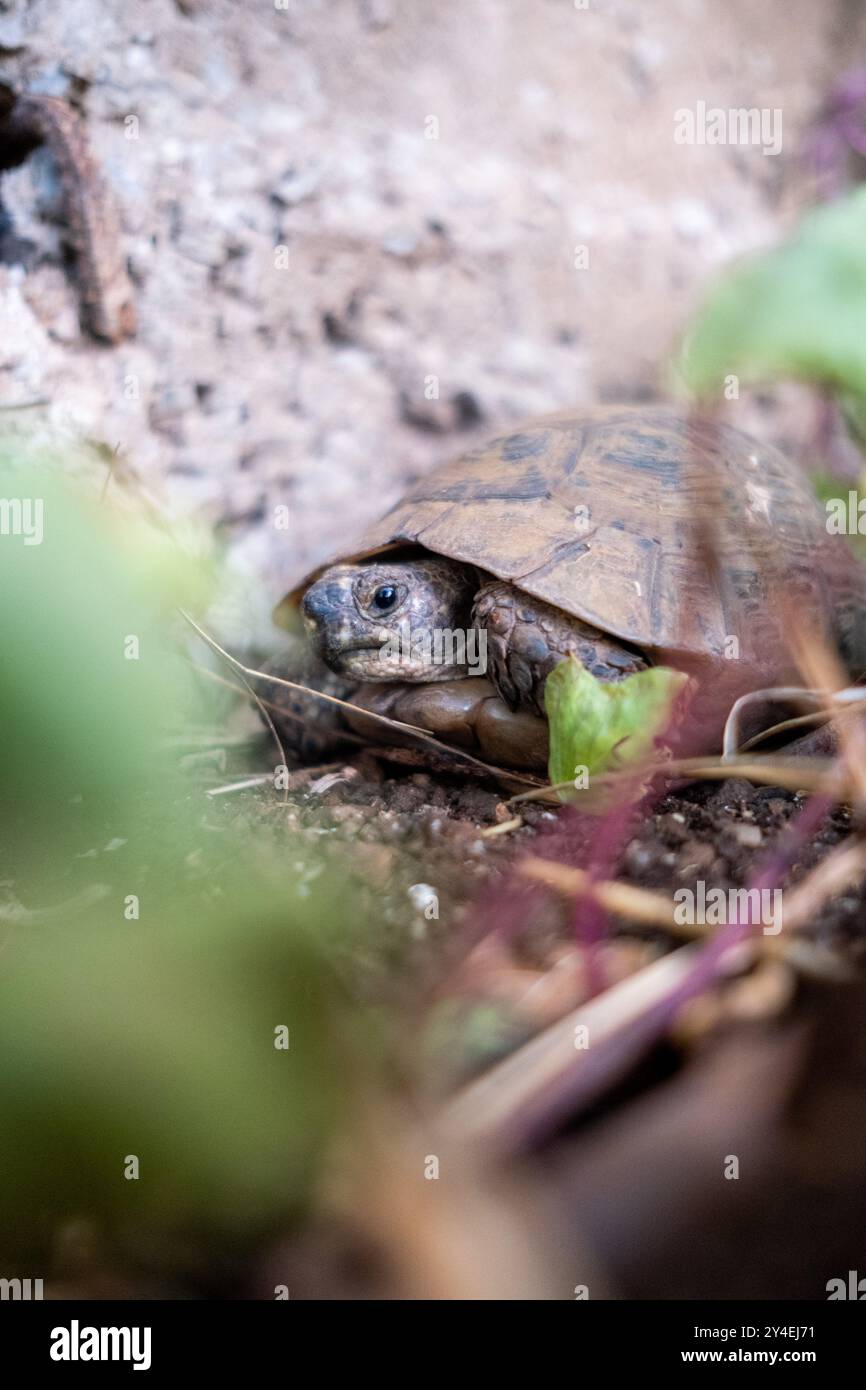 A small Testudinid land turtle tortoise (Testudinidae) at the edible ...