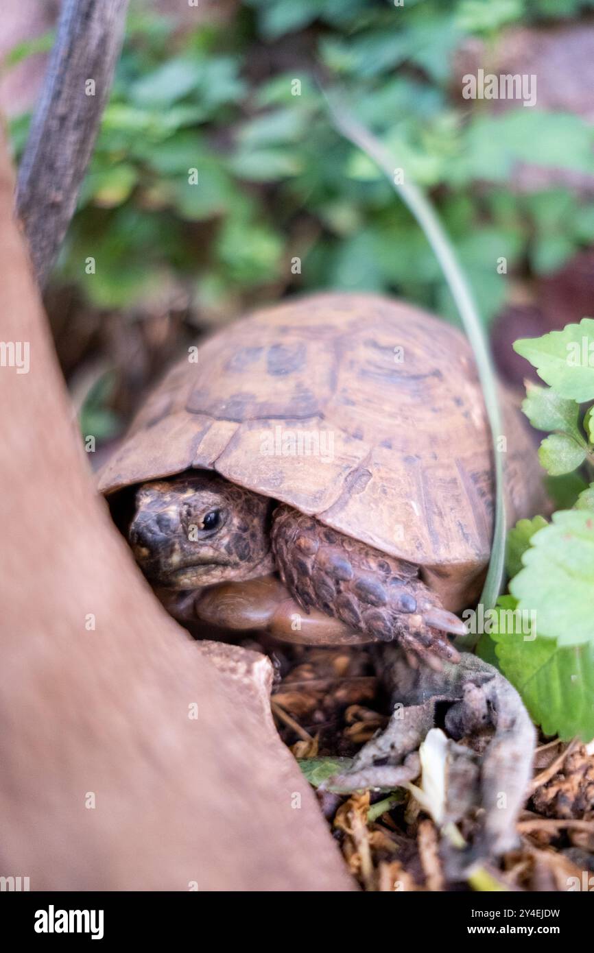 A small Testudinid land turtle tortoise (Testudinidae) at the edible ...