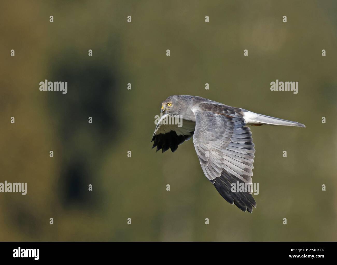 Hen harrier male hi-res stock photography and images - Alamy