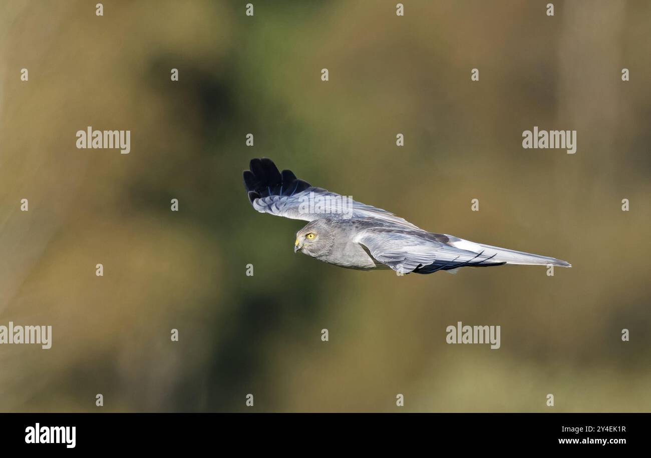 Hen harrier male hi-res stock photography and images - Alamy