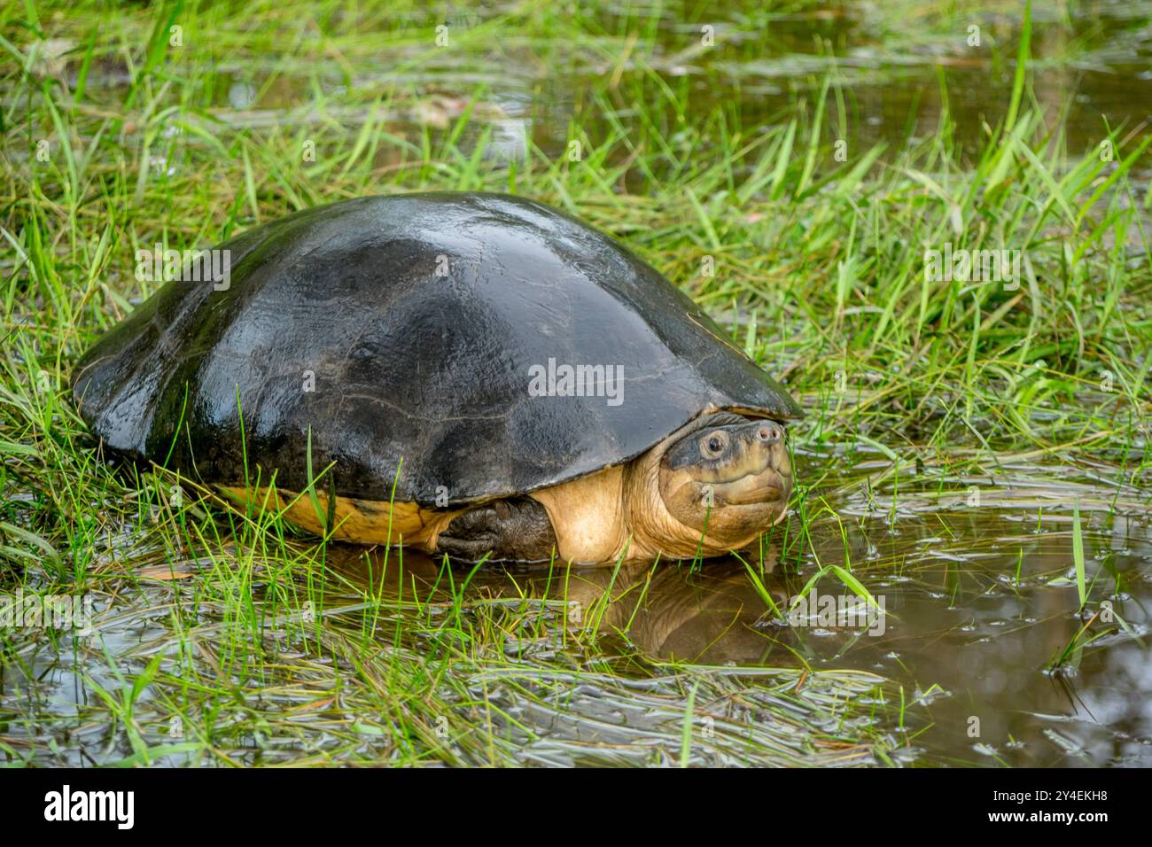 Orlitia borneensis or malaysian turtle, photo located at Tebat rasau ...