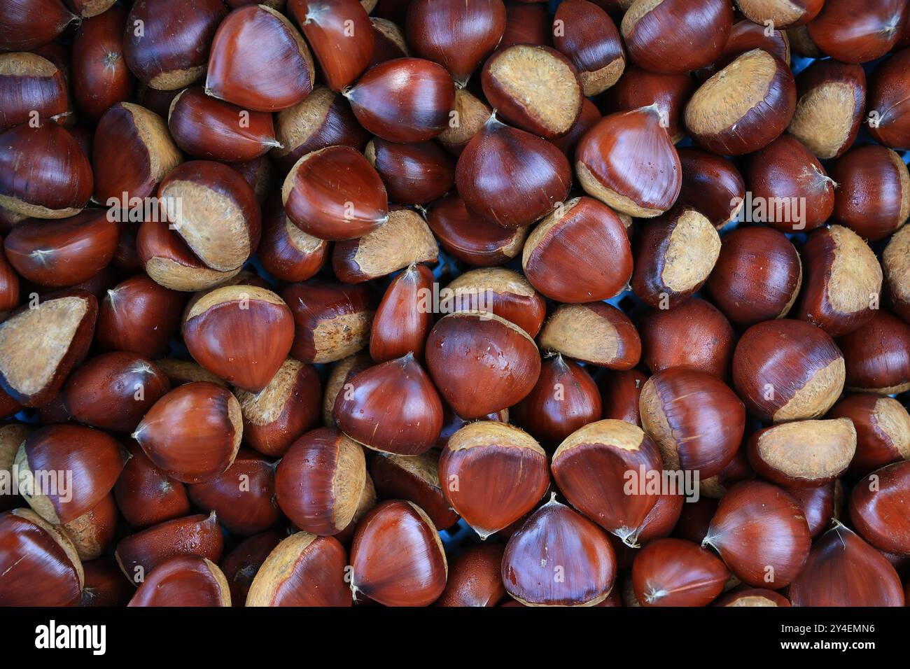 Chestnuts are ready for harvest at the Aiki Maron farm on September 18 ...