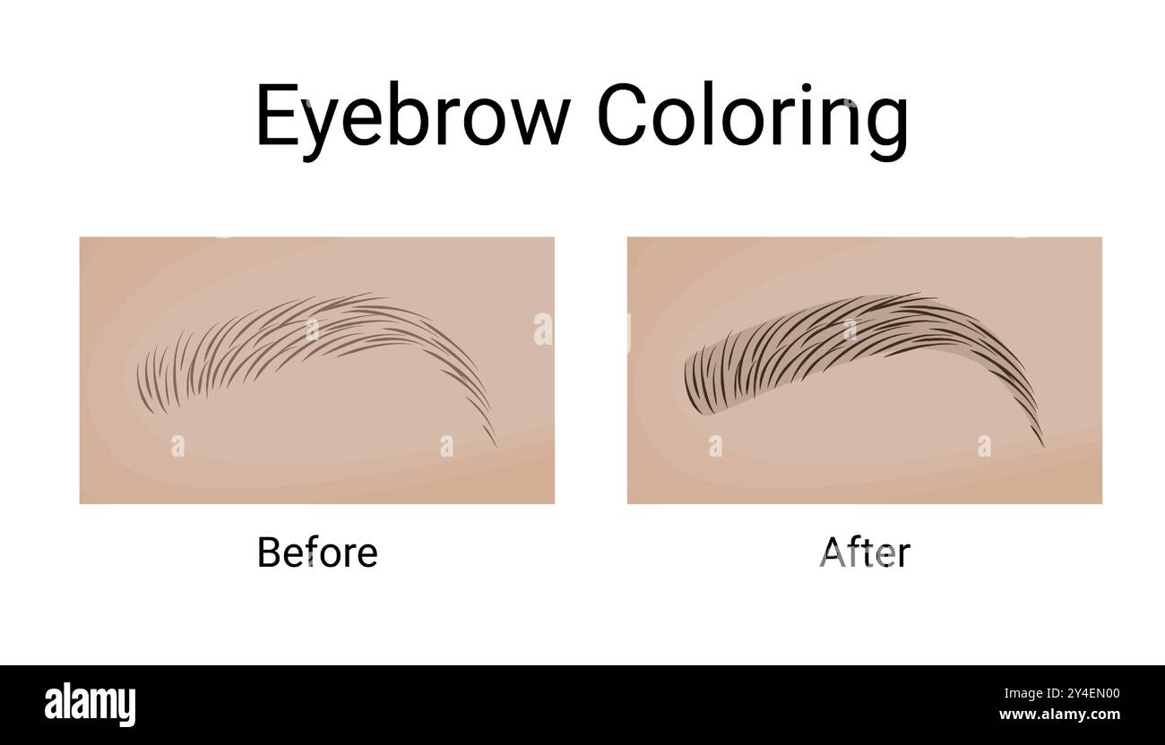 Eyebrow Coloring Transformation. Before and After Stock Vector Image ...