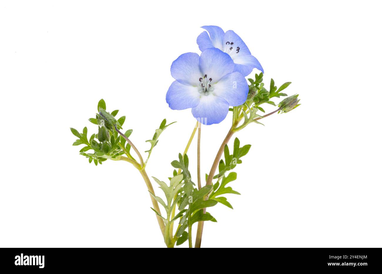 beautiful nemophila flower isolated on white background Stock Photo - Alamy