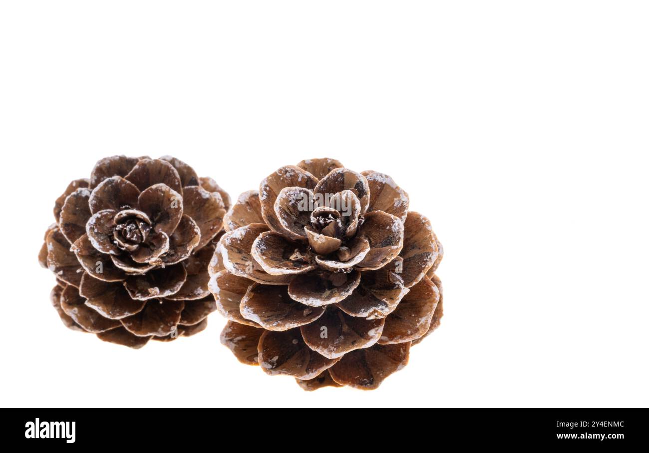 small pine cones isolated on white background Stock Photo - Alamy
