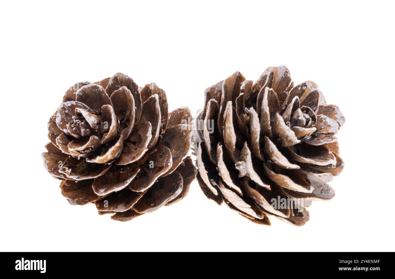 small pine cones isolated on white background Stock Photo - Alamy
