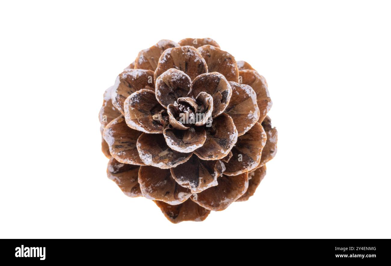 small pine cones isolated on white background Stock Photo - Alamy