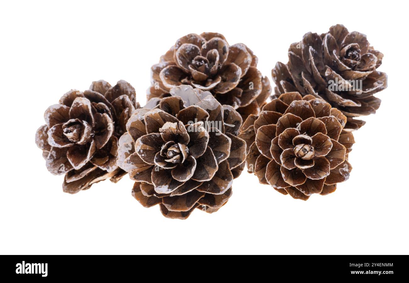 small pine cones isolated on white background Stock Photo - Alamy
