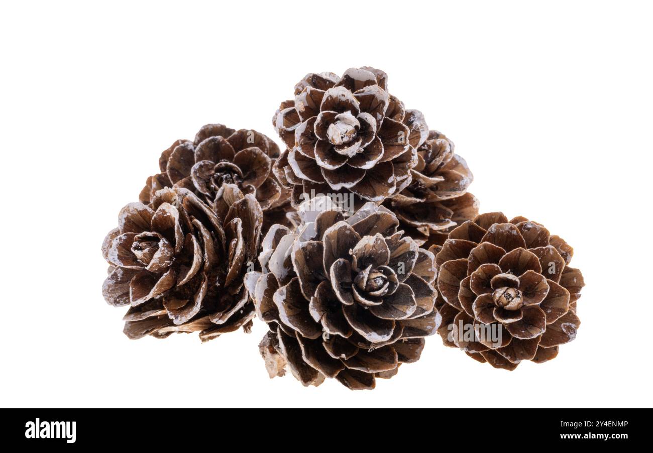small pine cones isolated on white background Stock Photo - Alamy