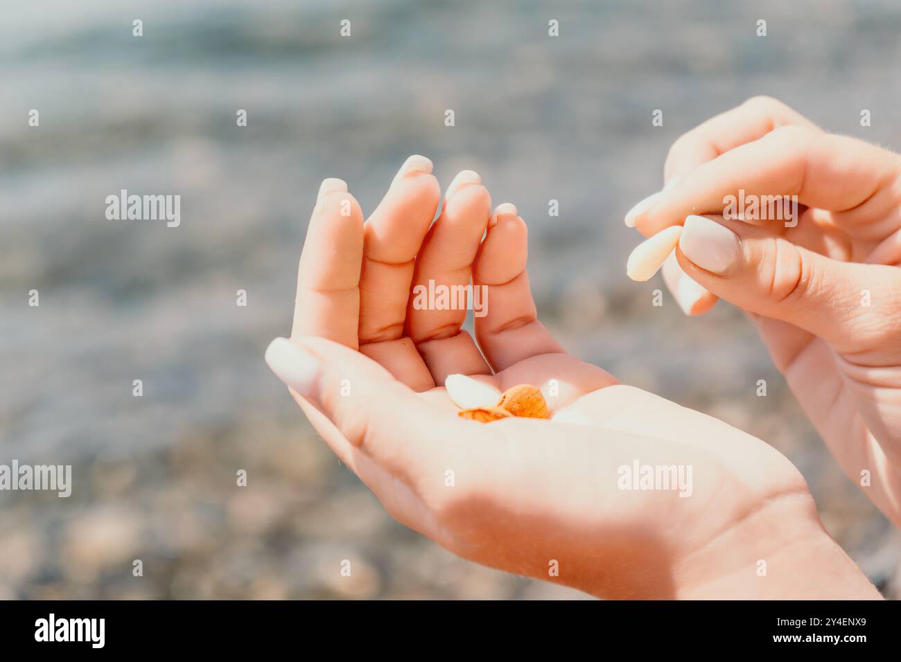 Hands Beach Sea Shells - Woman holding sea shells in her hands on the ...