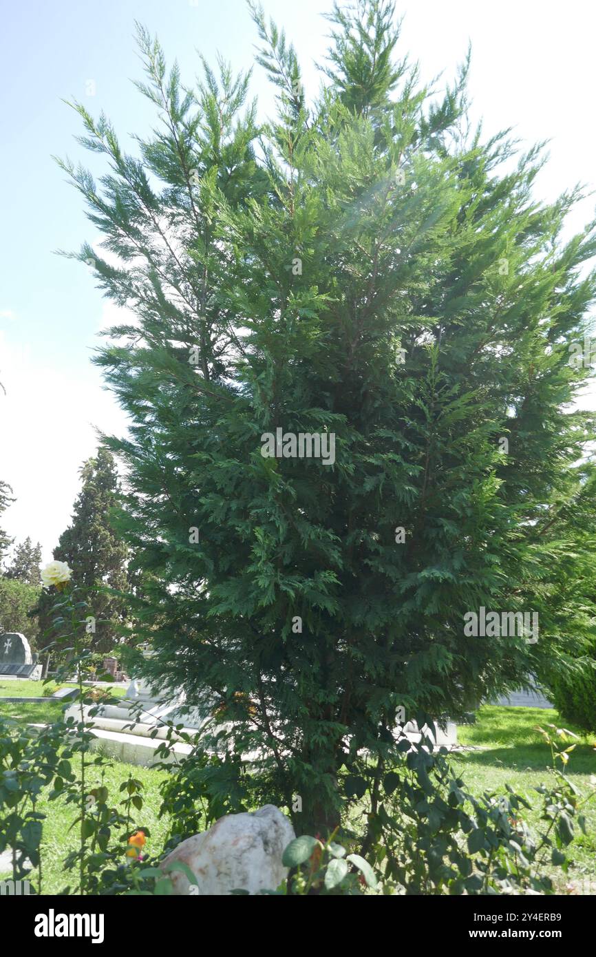 Los Angeles, California, USA 16th September 2024 Actress Valerie Harper ...