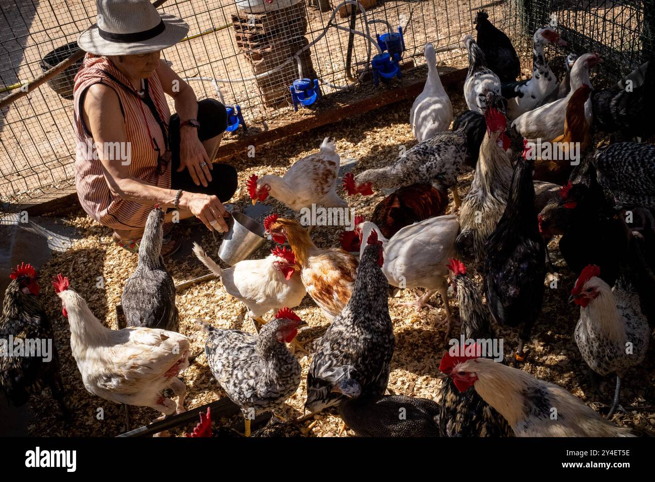 Ingrid and Hadj have a large henhouse on the roof of their house with ...