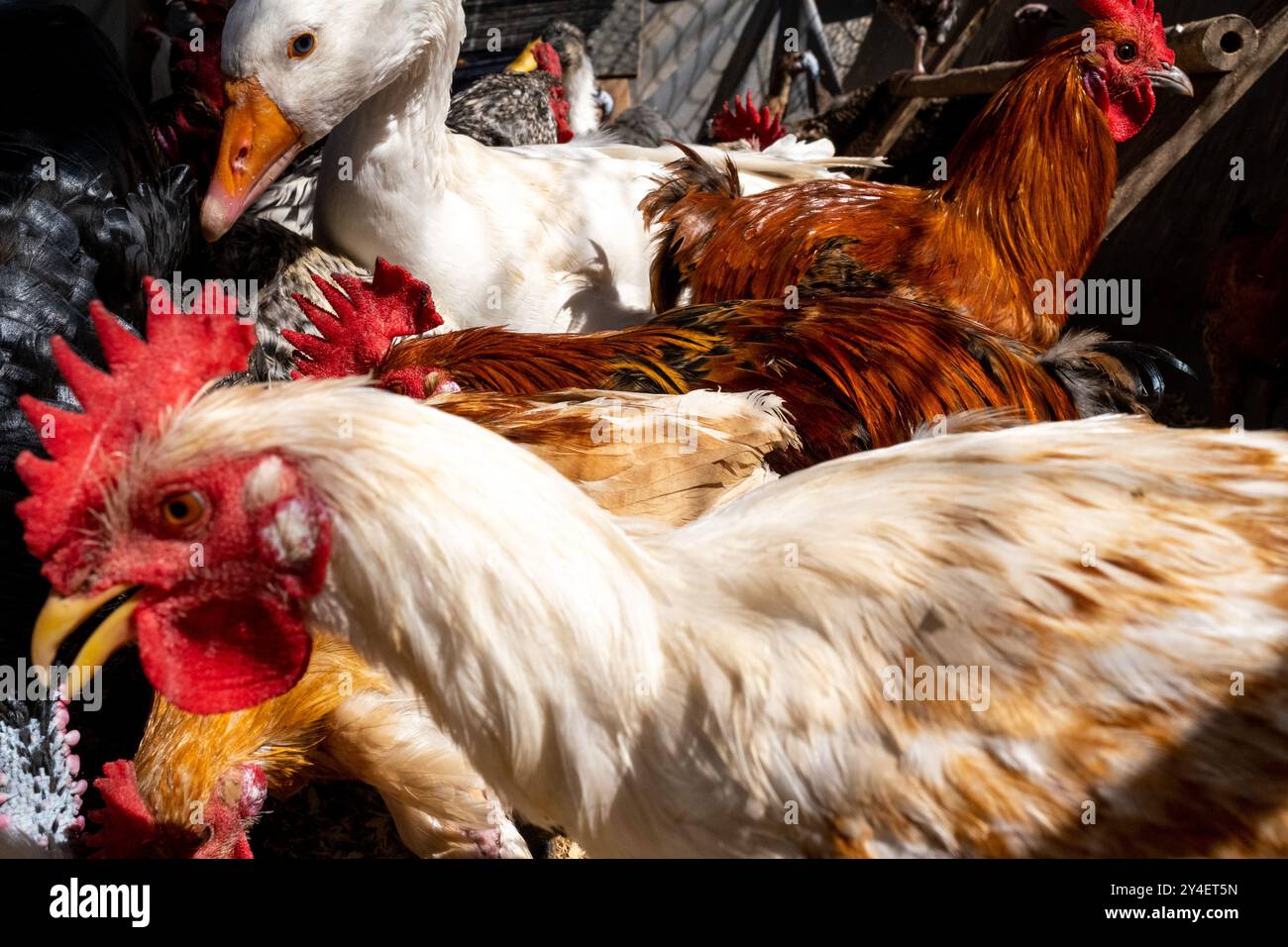Ingrid and Hadj have a large henhouse on the roof of their house with ...