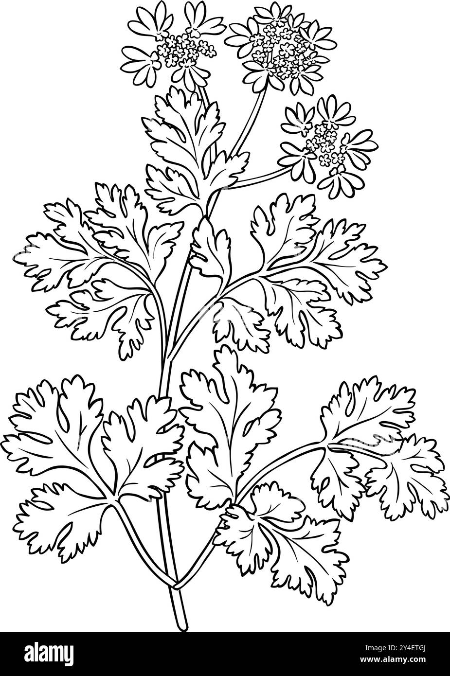Coriander Branch Outline Detailed Illustration Stock Vector Image & Art ...