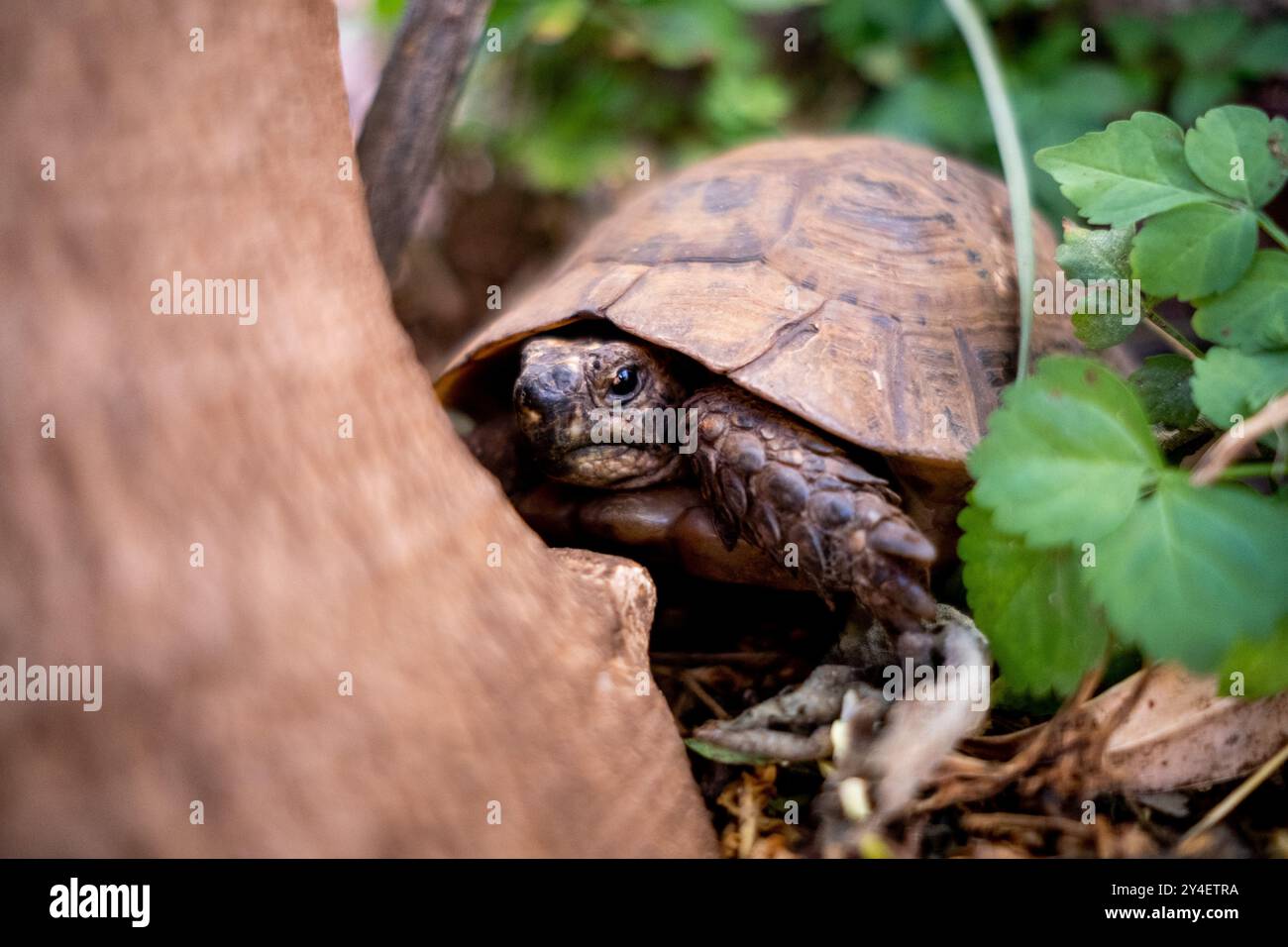 A small Testudinid land turtle tortoise (Testudinidae) at the edible ...