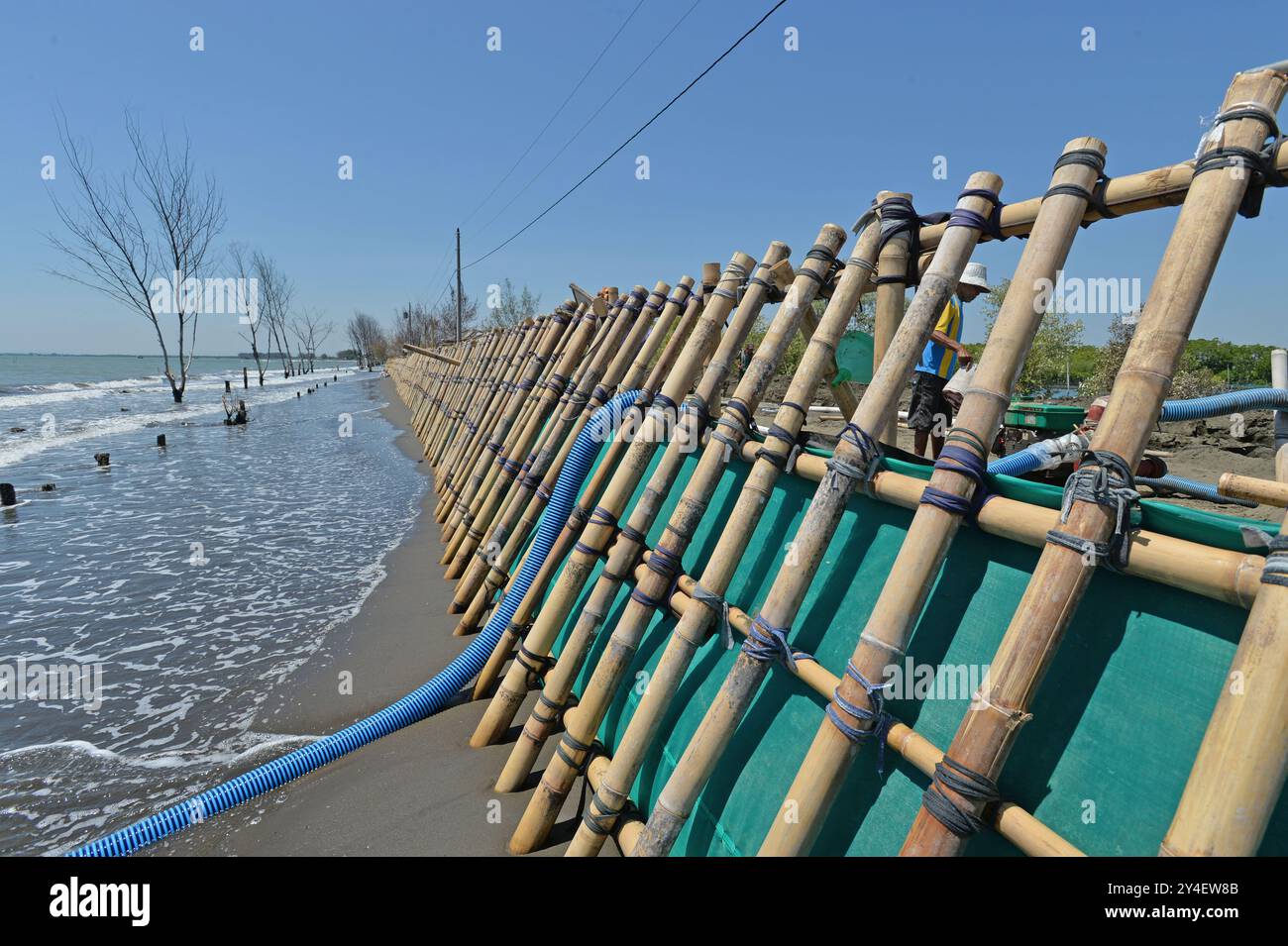 Pemalang, Central Java, Indonesia. 17th Sep, 2024. To fight abrasion ...