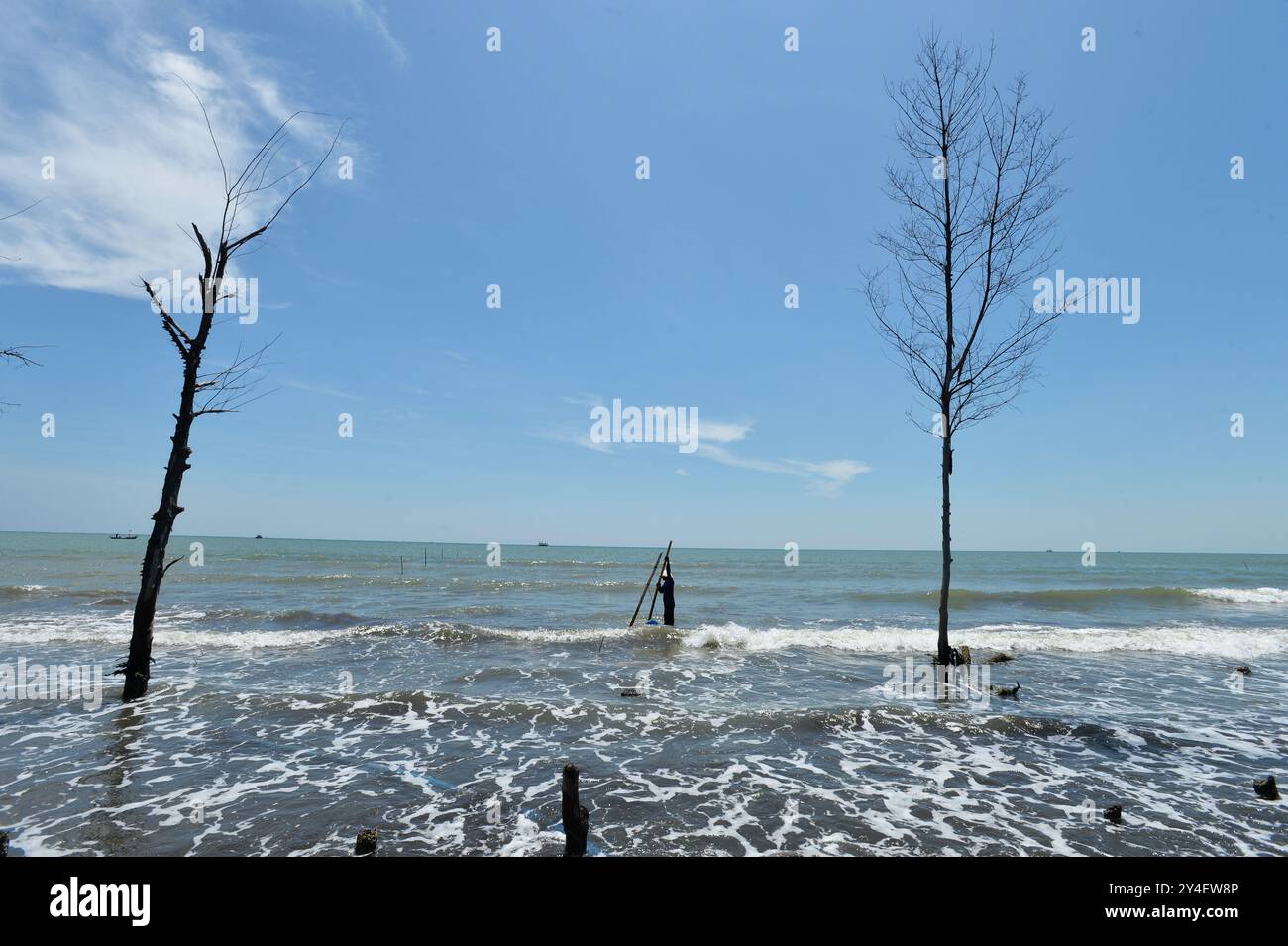 Pemalang, Central Java, Indonesia. 17th Sep, 2024. To fight abrasion ...