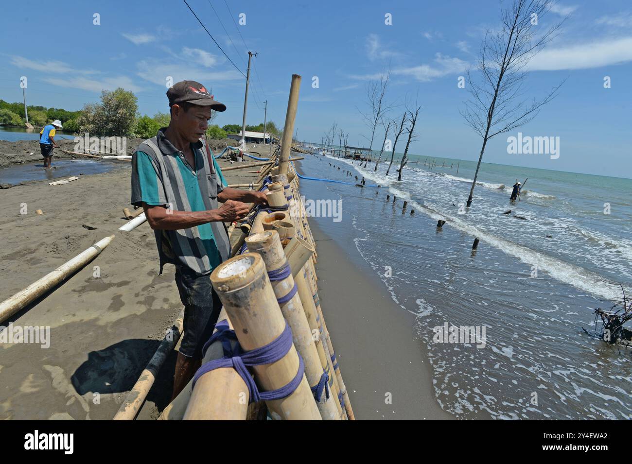 Pemalang, Central Java, Indonesia. 17th Sep, 2024. To fight abrasion ...