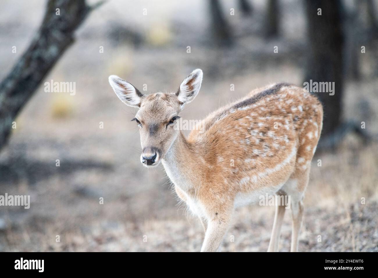 European fallow deer (Dama dama Stock Photo - Alamy