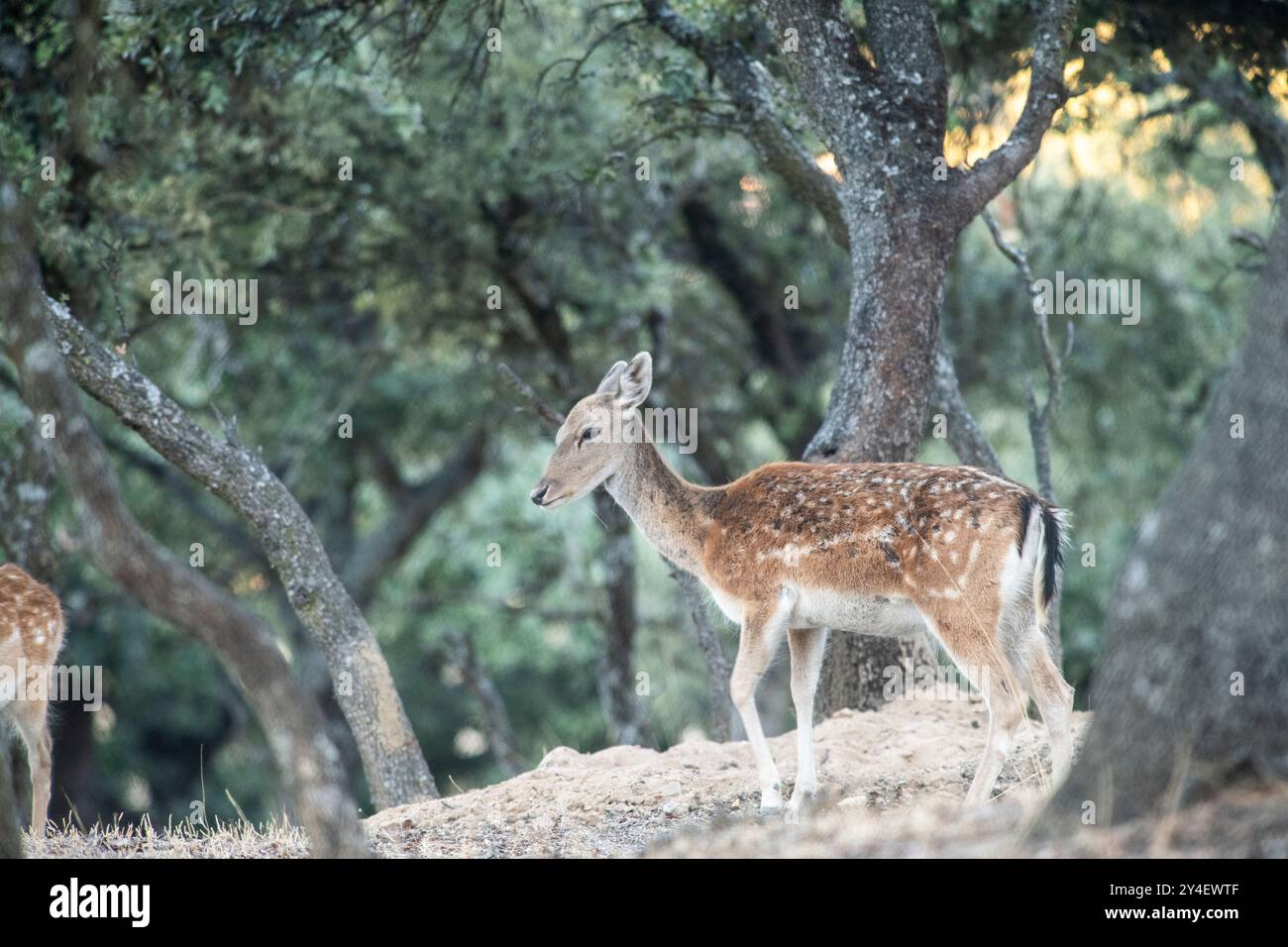 European fallow deer (Dama dama Stock Photo - Alamy