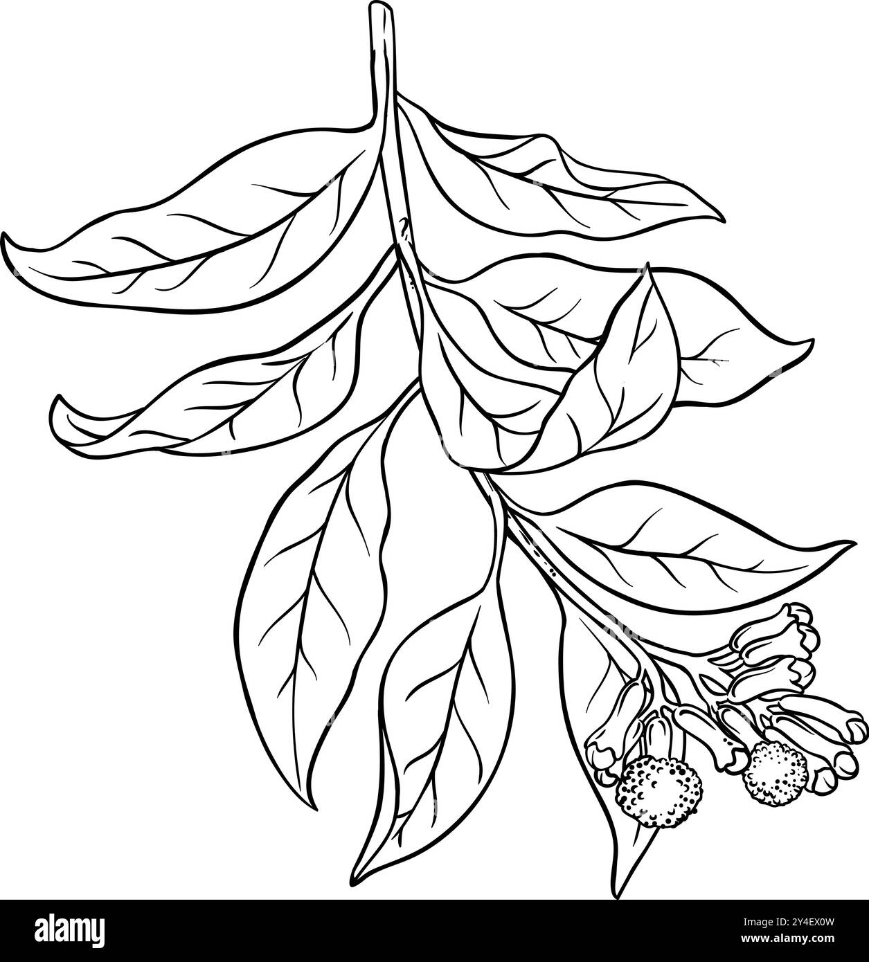 Clove Branch Isolated Outline Illustration Stock Vector Image & Art - Alamy