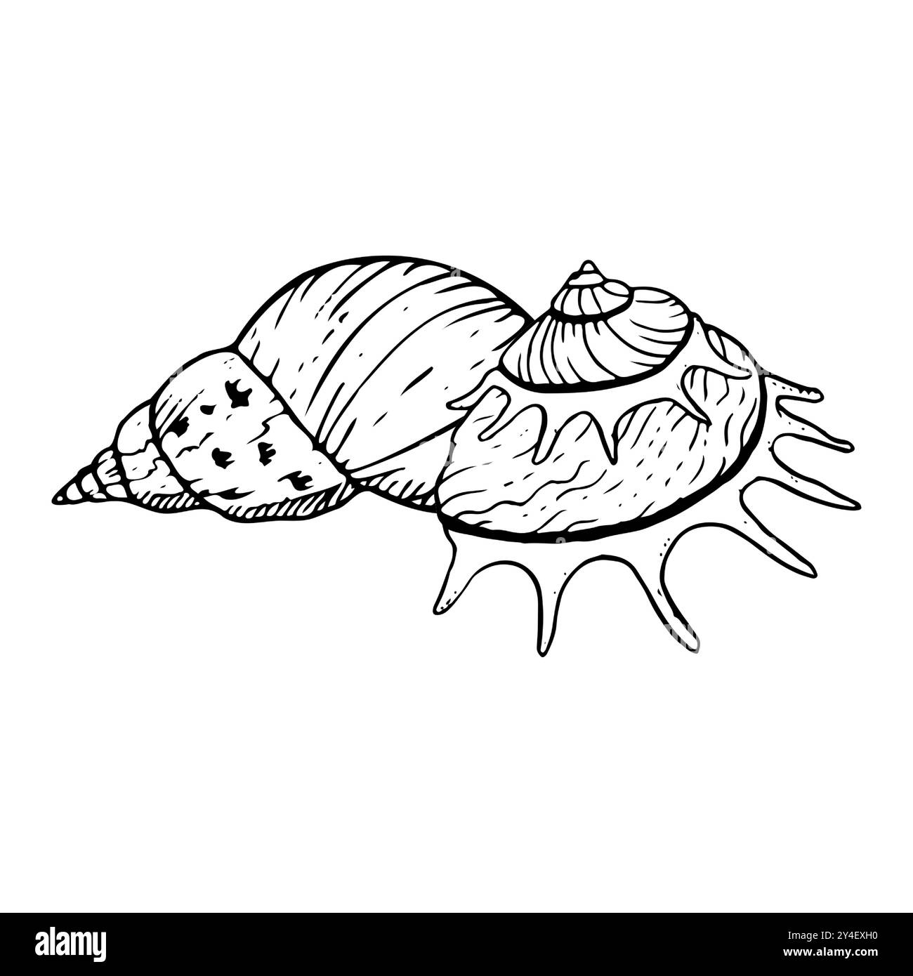 Different types of nautilus Black and White Stock Photos & Images - Alamy