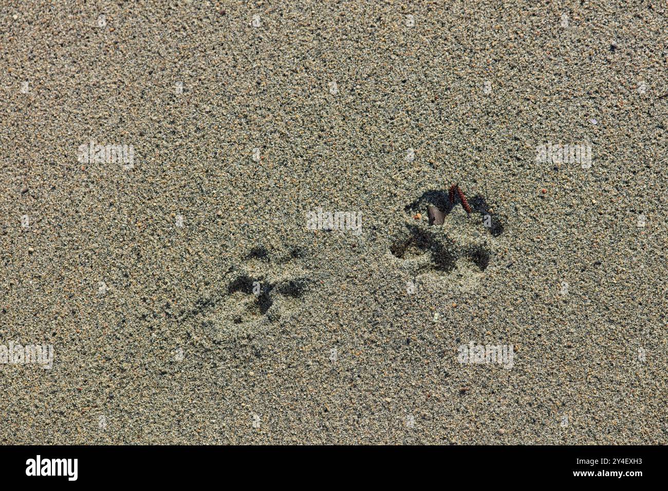 Closeup of dog tracks in soft sand on the beach Stock Photo - Alamy