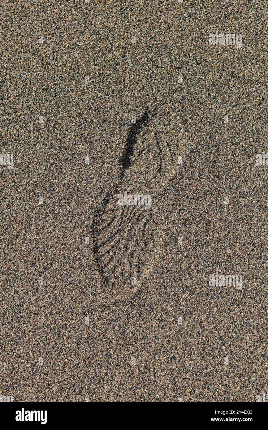 Closeup of boot footprints in soft sand on the beach Stock Photo - Alamy