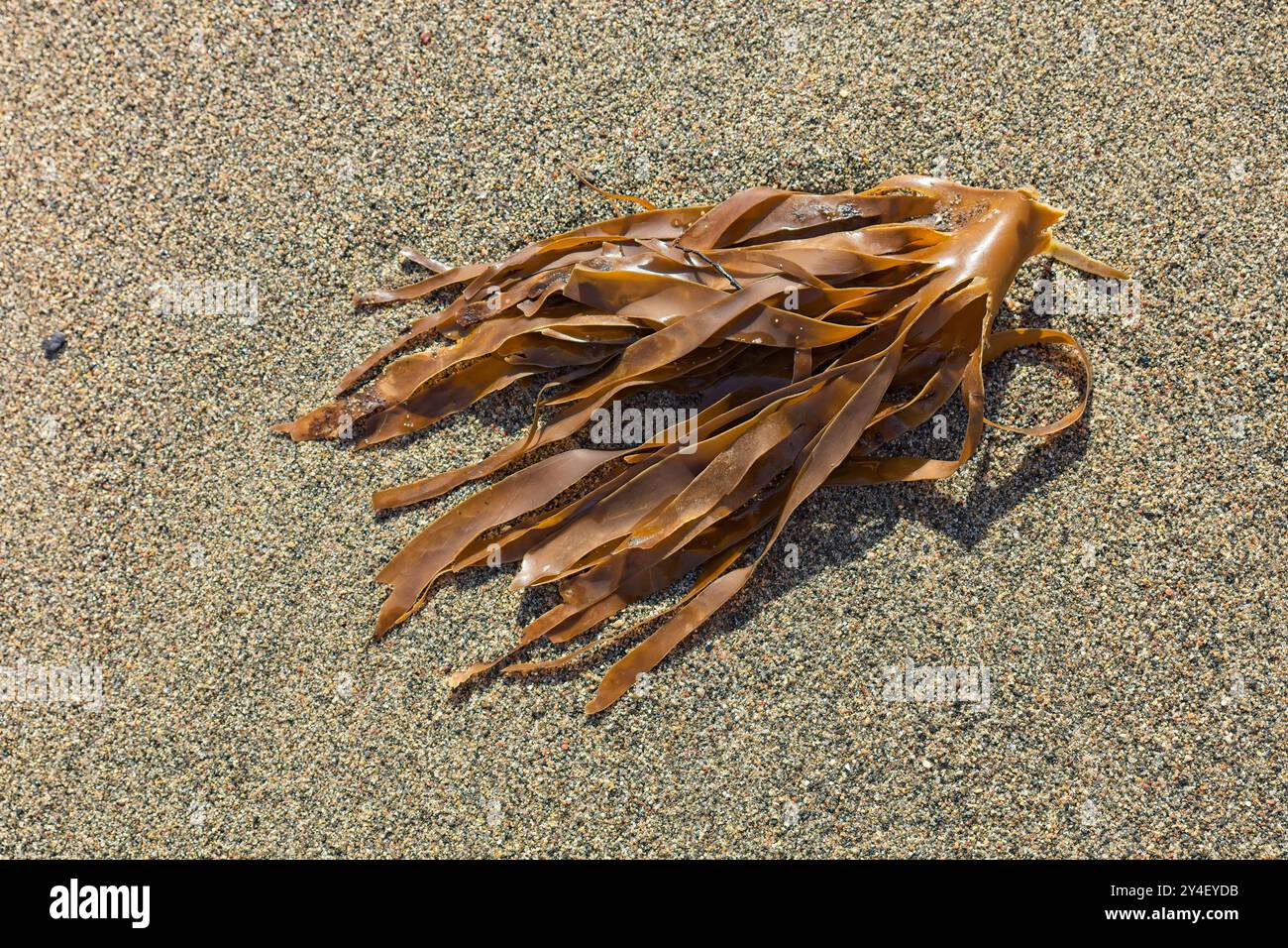 Closeup of a bunch of seaweed washed up on a beach Stock Photo - Alamy