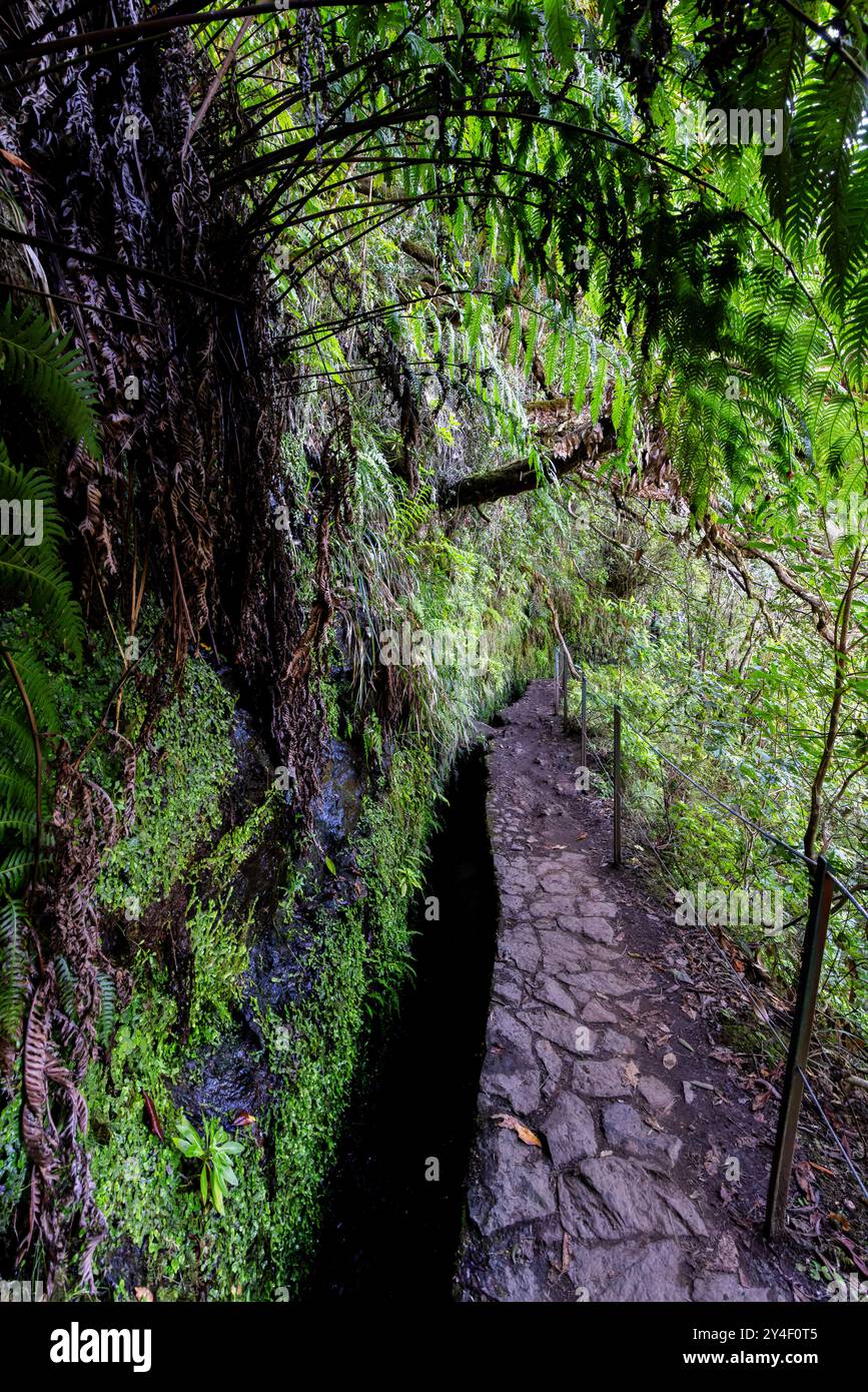 Path along the levada of the Levada do Caldeirao Verde hike on Madeira ...