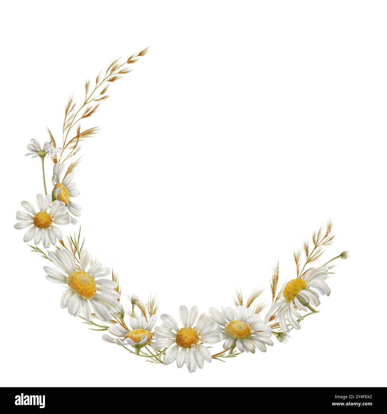 White chamomiles flowers buds, dried flowers as a symbol of purity ...
