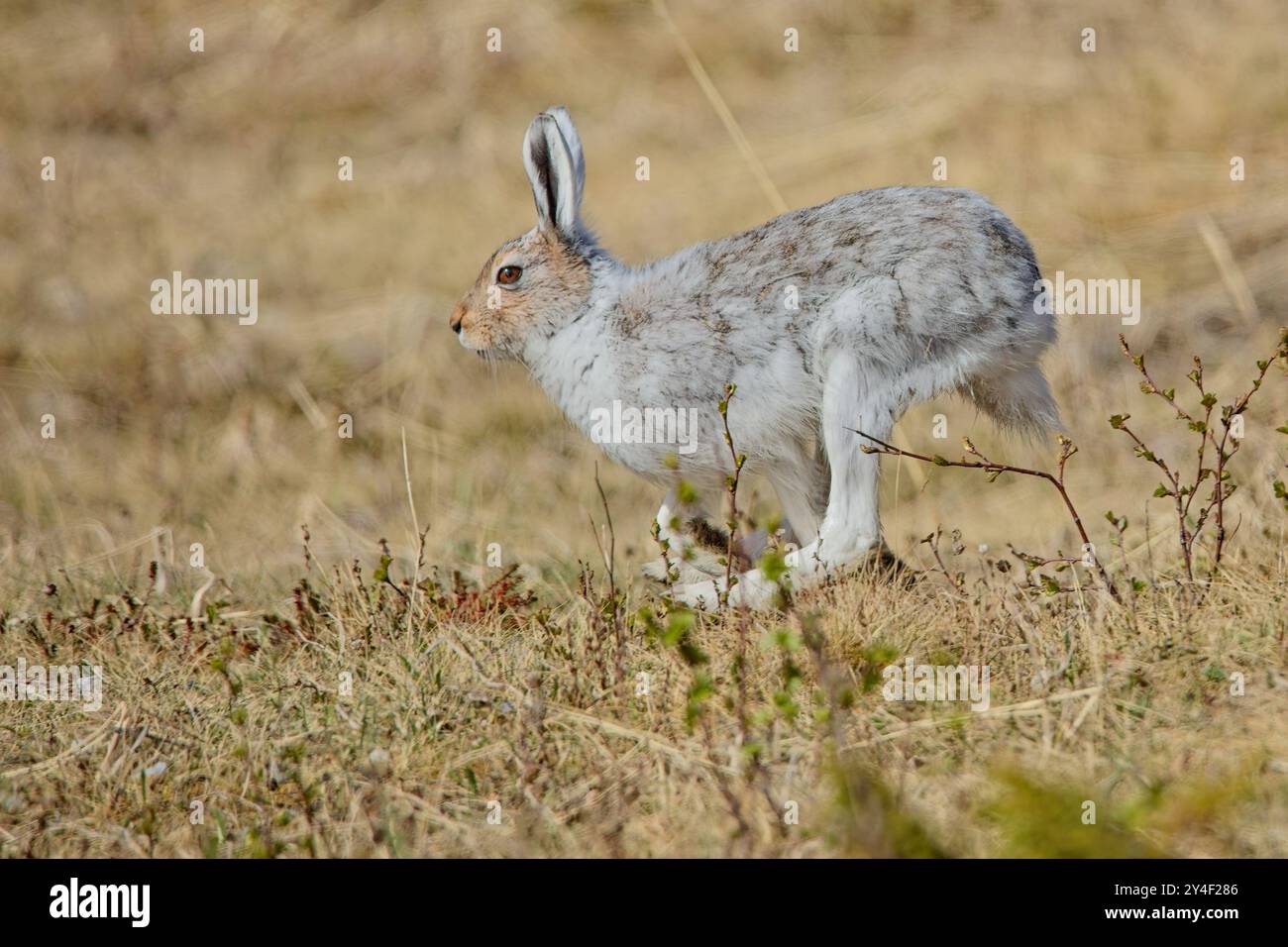Wild artic rabbit (lepus articus) in nature in spring Stock Photo - Alamy