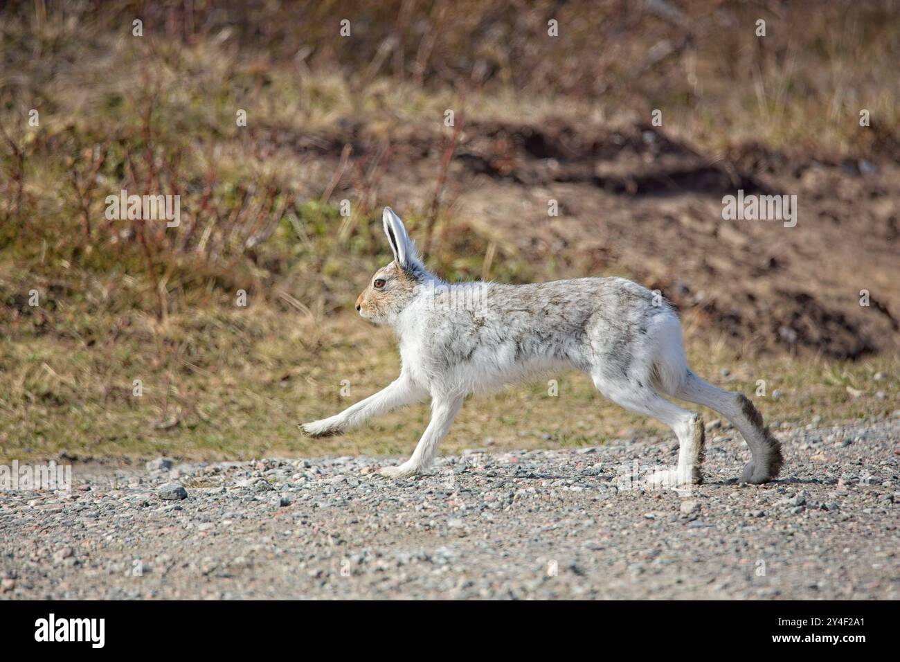 Wild artic rabbit (lepus articus) in nature in spring Stock Photo - Alamy
