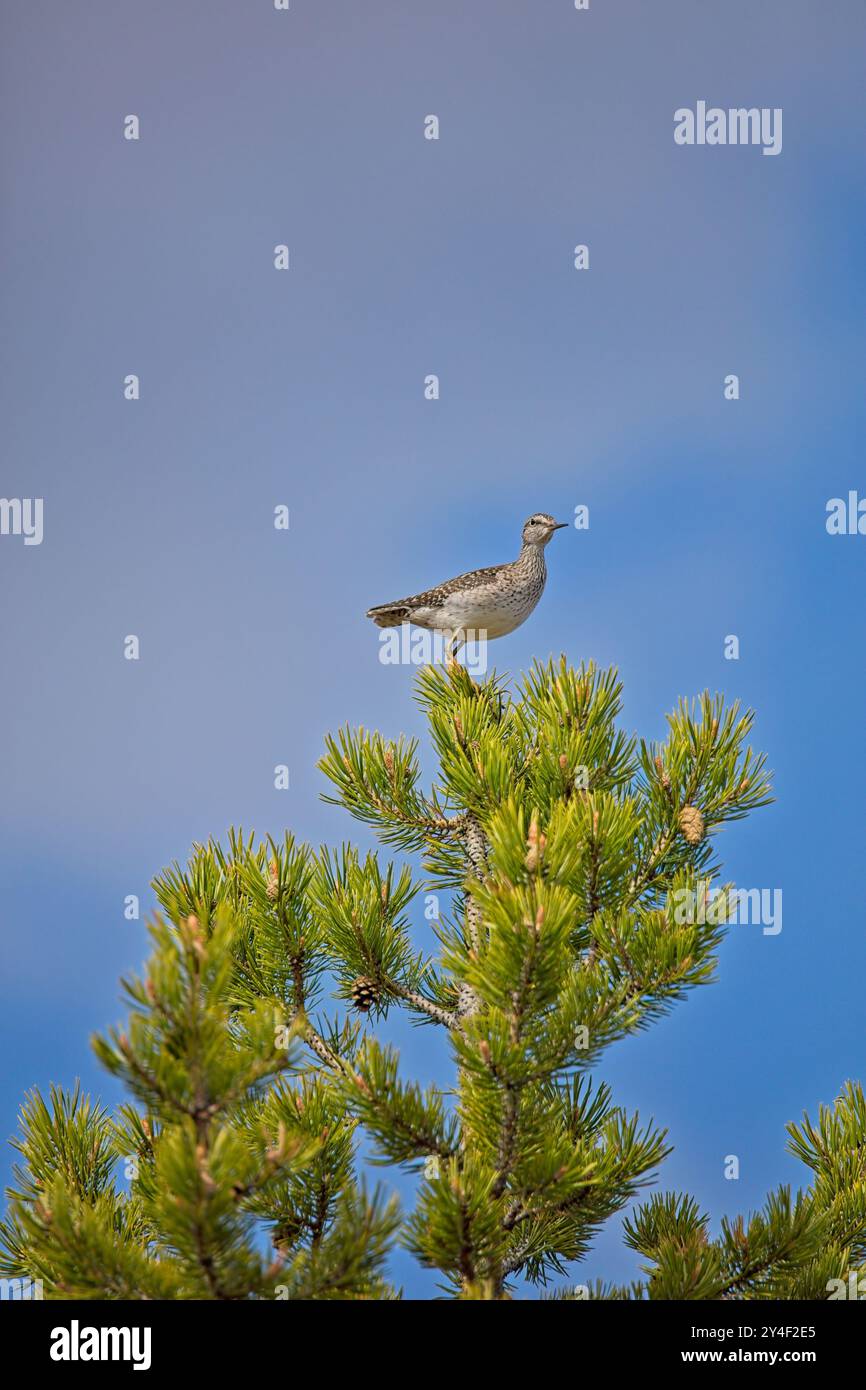 Wood Sandpiper (tringa glareola) on a treetop in spring Stock Photo - Alamy