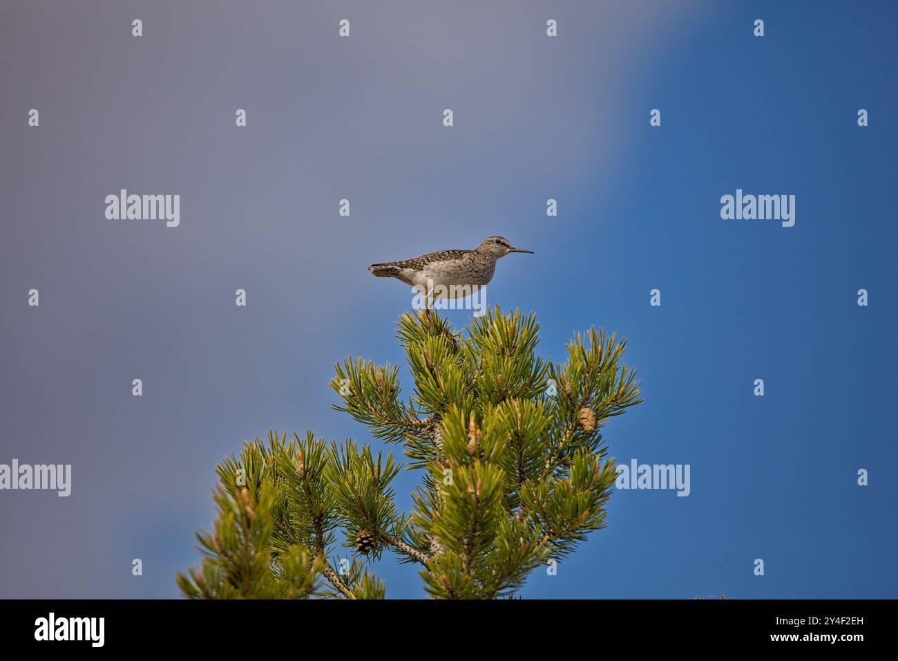 Wood Sandpiper (tringa glareola) on a treetop in spring Stock Photo - Alamy