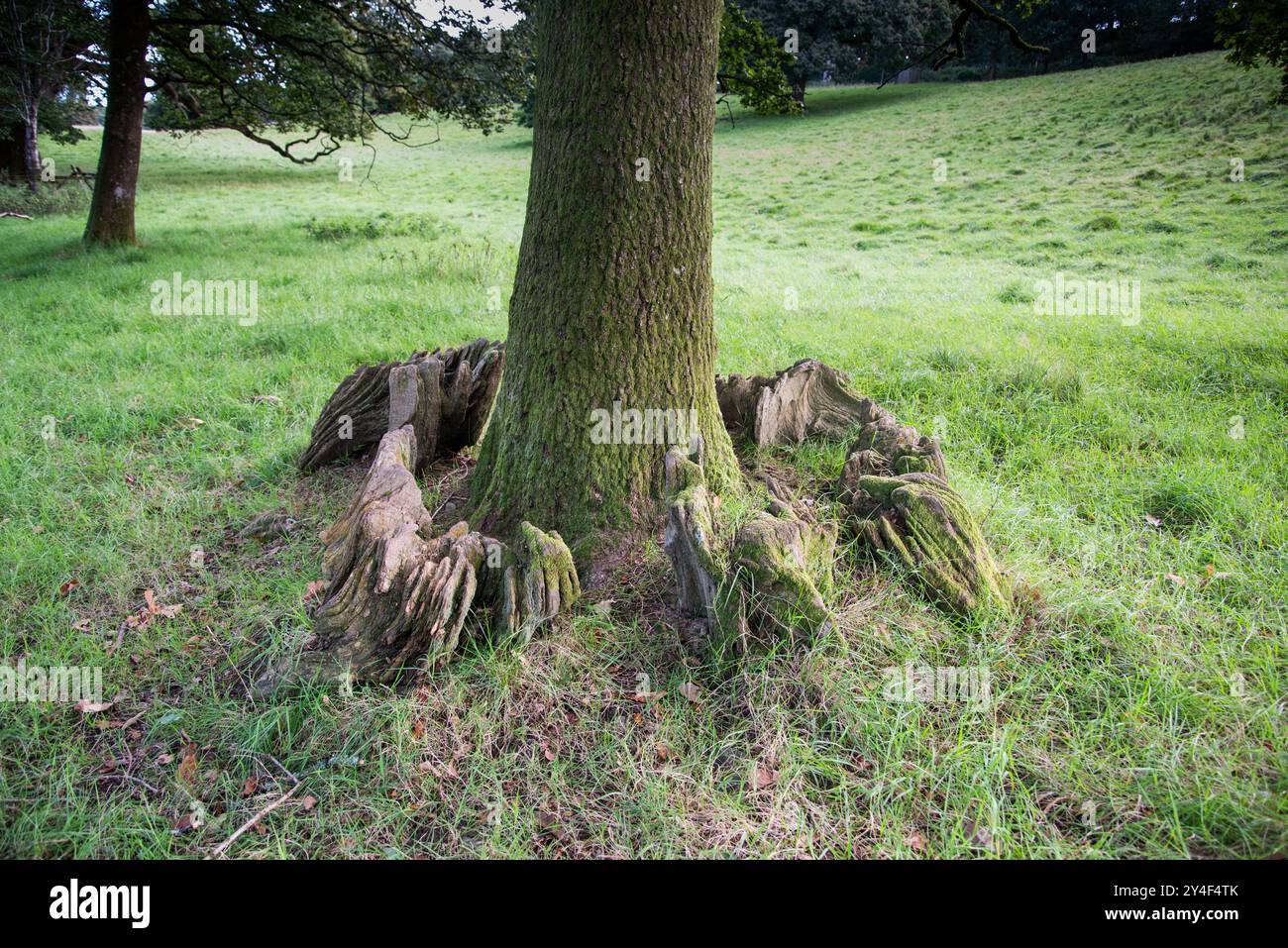An oak tree growing out of the centre of the remains of an ancient oak ...