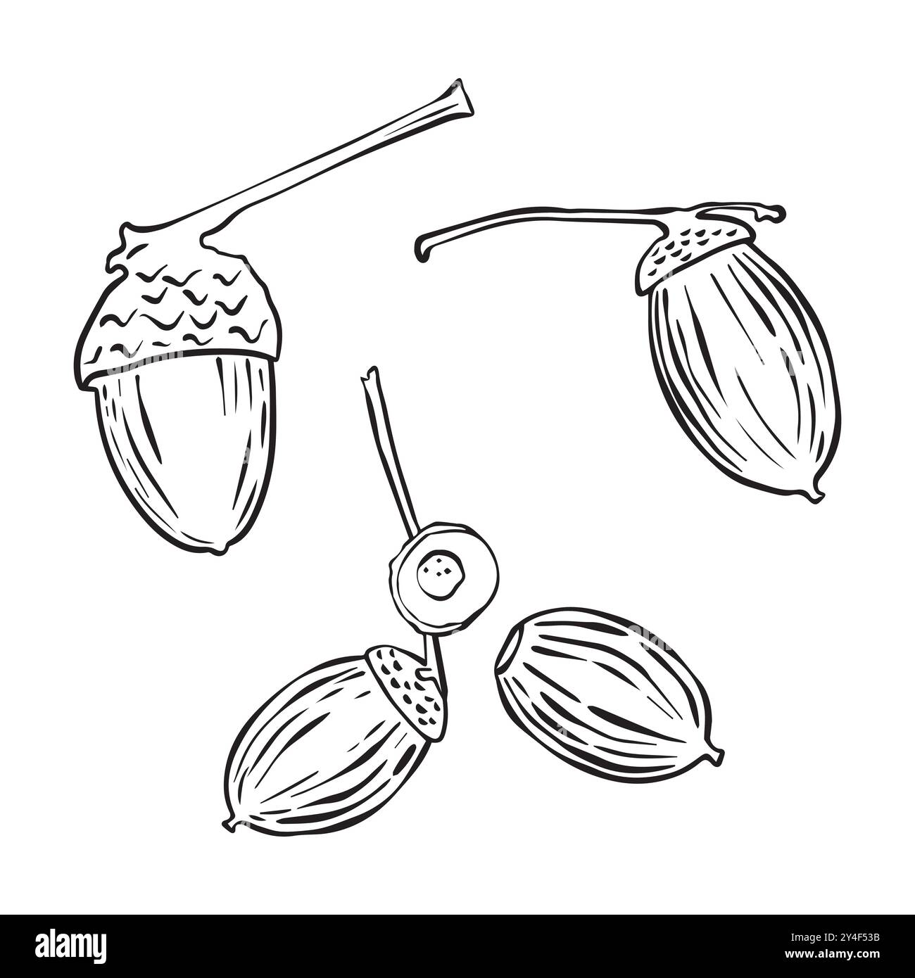 Vector set of oak acorns drawings. Autumn elements. Hand drawn detailed ...