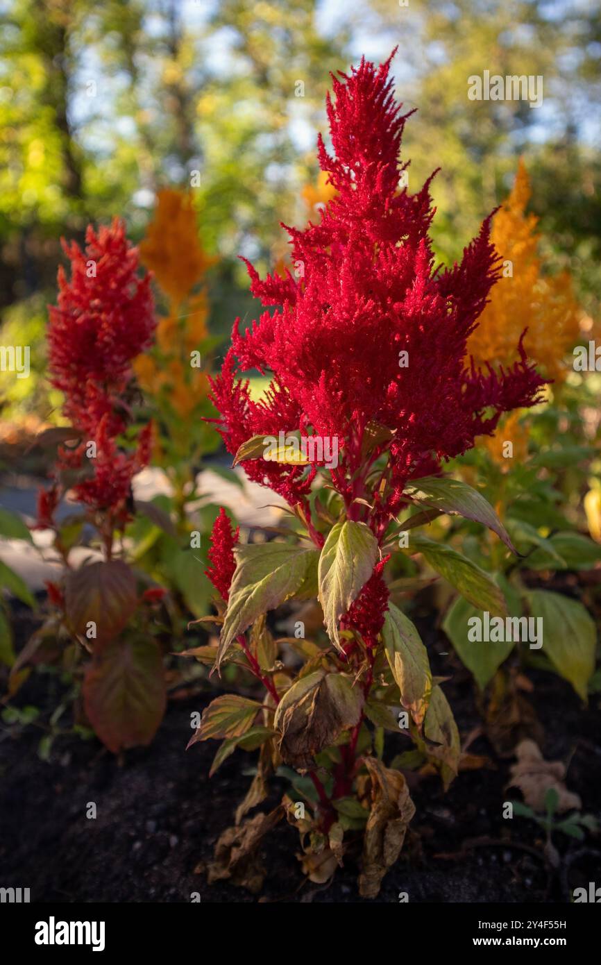 red Celosia argentea plumosa, Amaranthaceae, Plumed Cockscomb ...