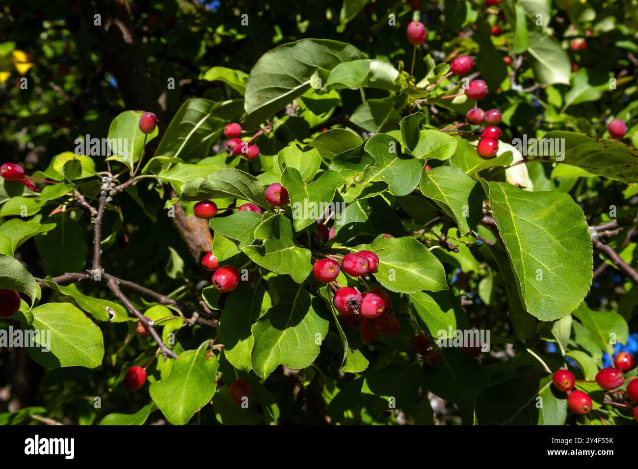 Malus baccata, Siberian crab apple fruits Stock Photo - Alamy