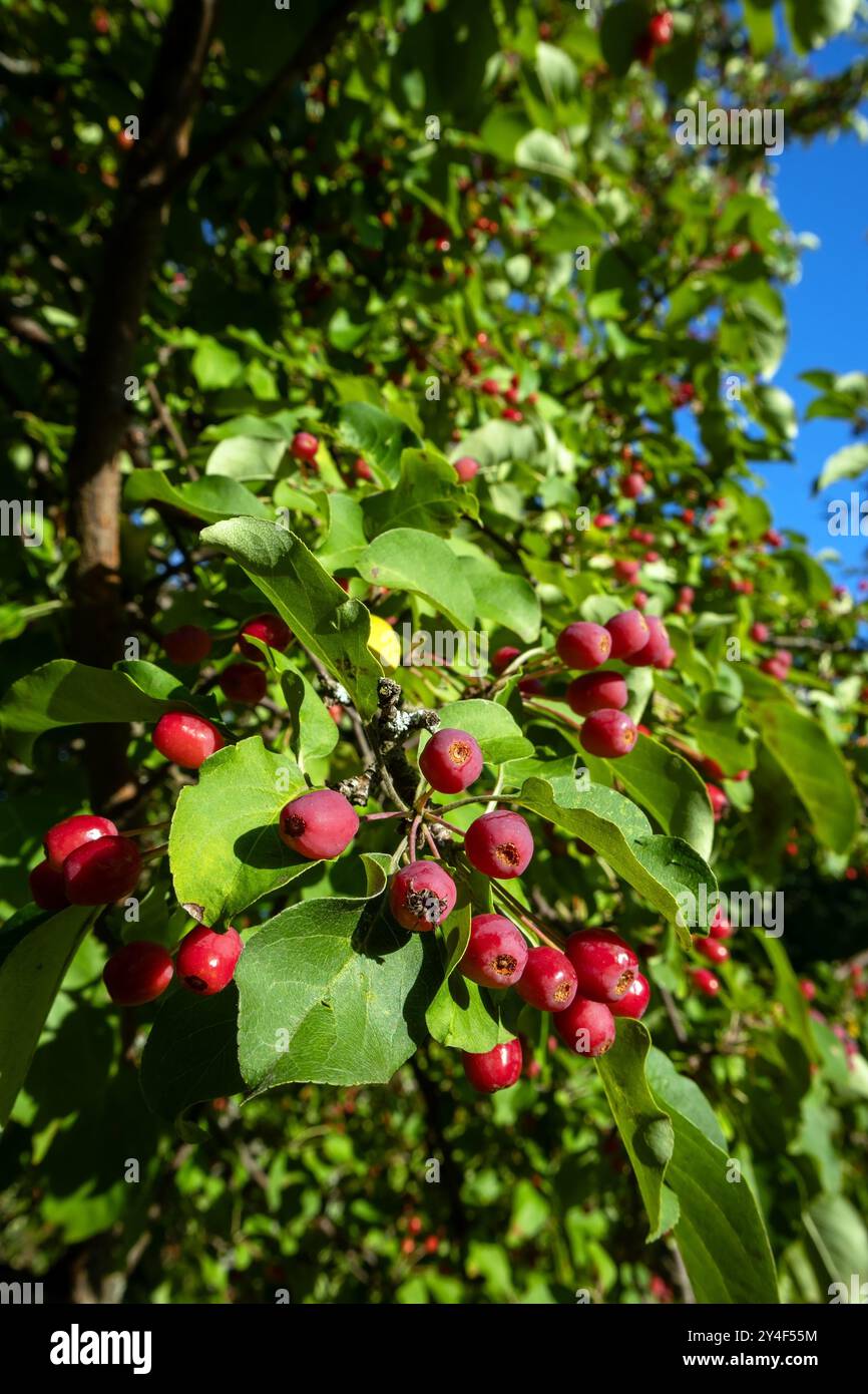 Malus baccata, Siberian crab apple fruits Stock Photo - Alamy