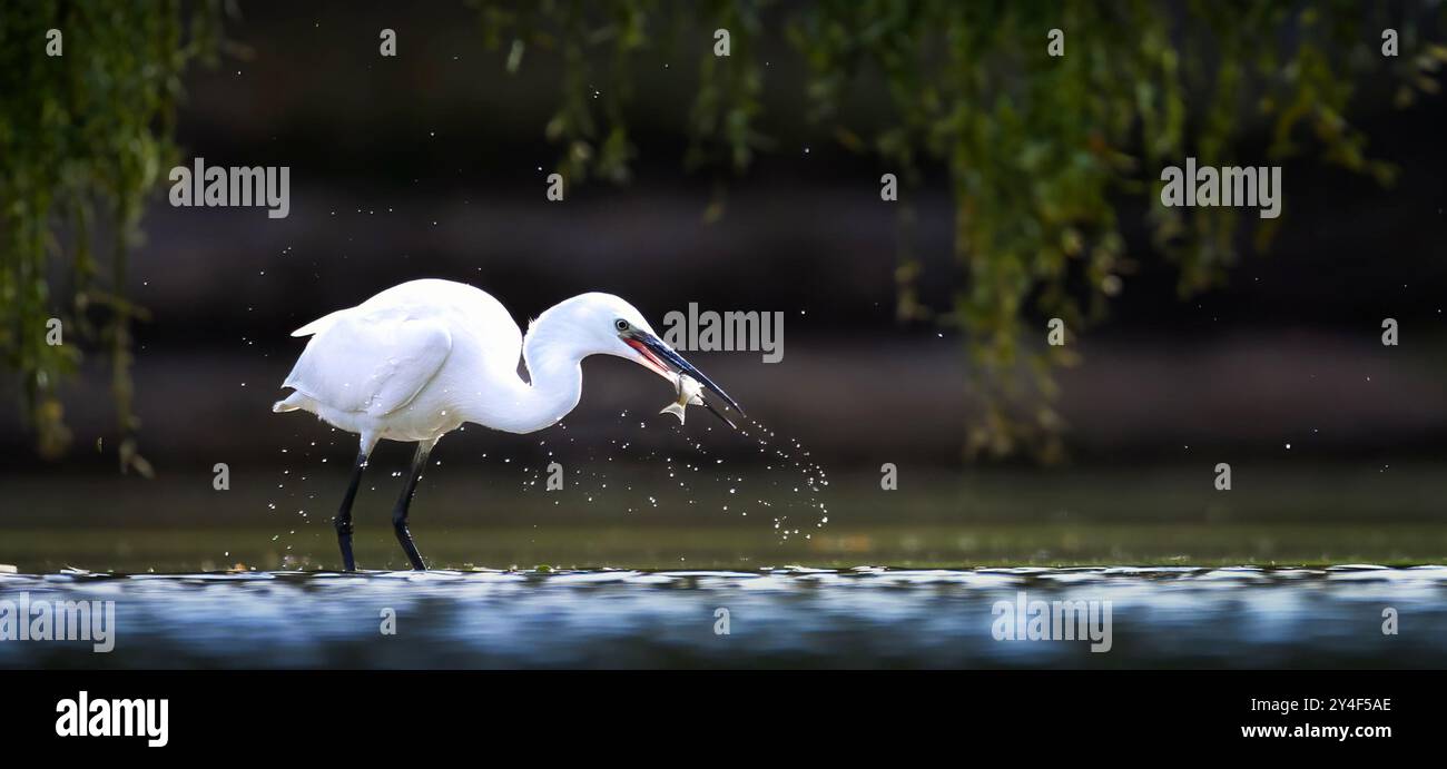 Ballerina fish hi-res stock photography and images - Alamy