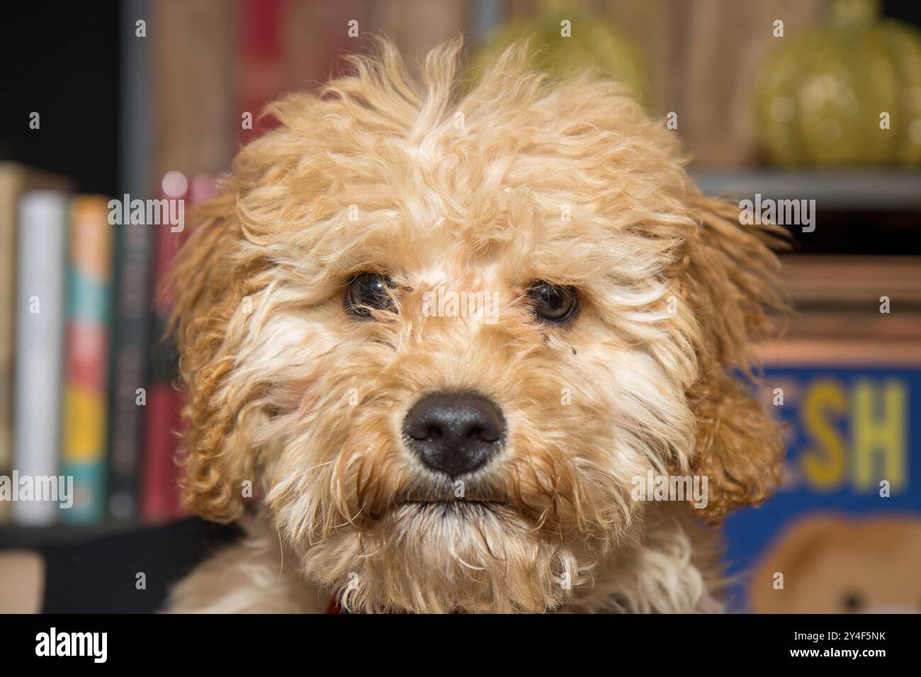 An extremely cute scruffy dog known as the breed Cavapoo or Cavoodle is ...