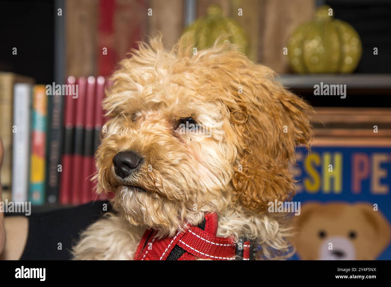 An extremely cute scruffy dog known as the breed Cavapoo or Cavoodle is ...